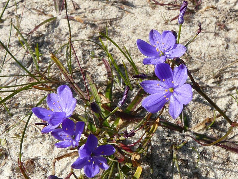 Ian Fraser, talking naturally: The Blues; nature's trompe d'oeil #3