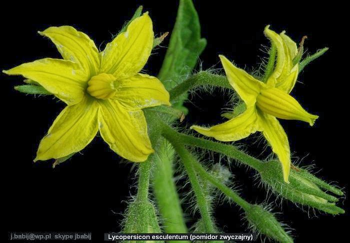 TOMAT ( Lycopersicon esculentum ) | Eny Prasetyo