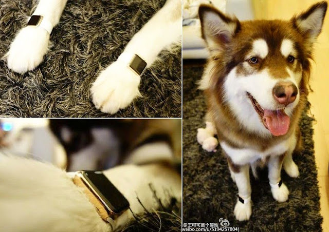 Tecnoneo: Perro husky recibe un regalo de 2 de Apple Wacht Gold del ...