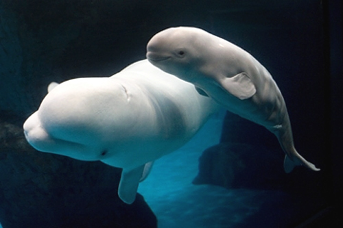 El mundo animal y la naturaleza: Belugas