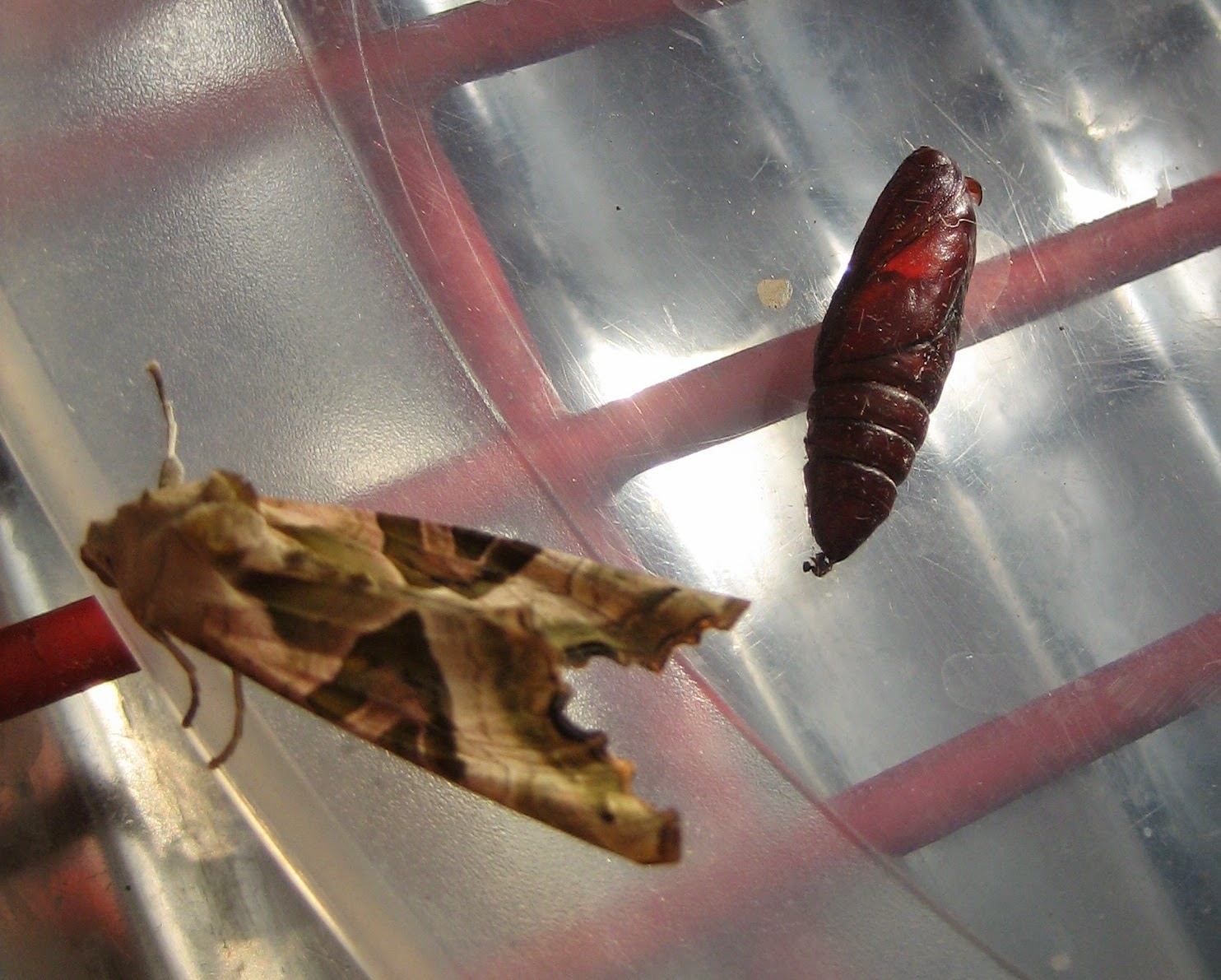 Martin's Moths: Hatching and catching