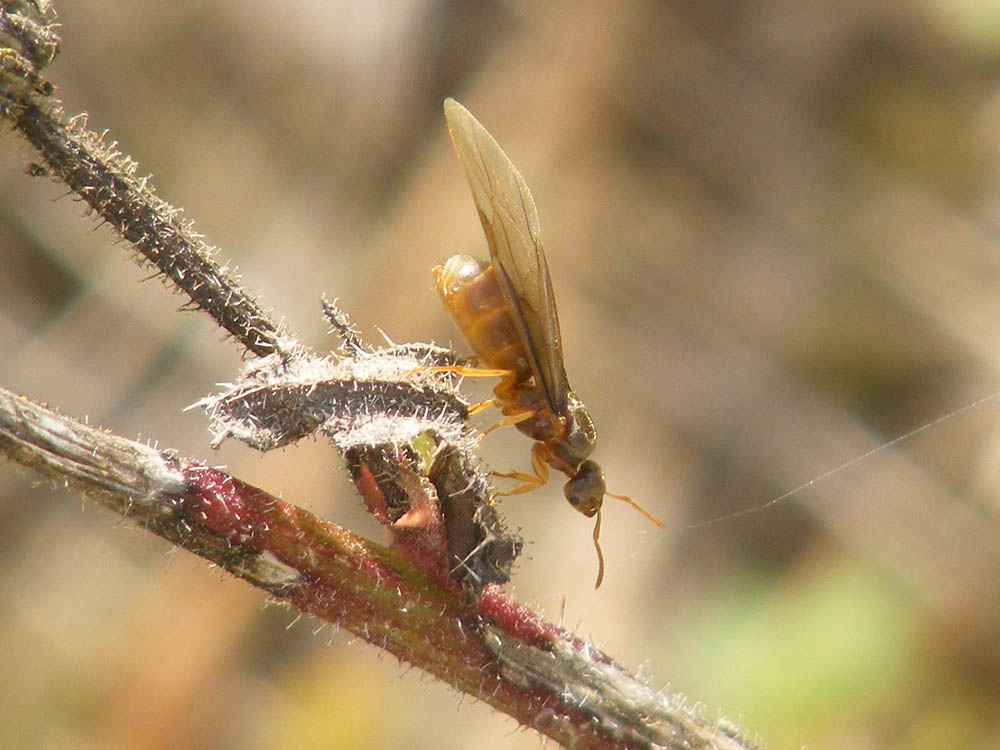 Days on the Claise: Alates Away!