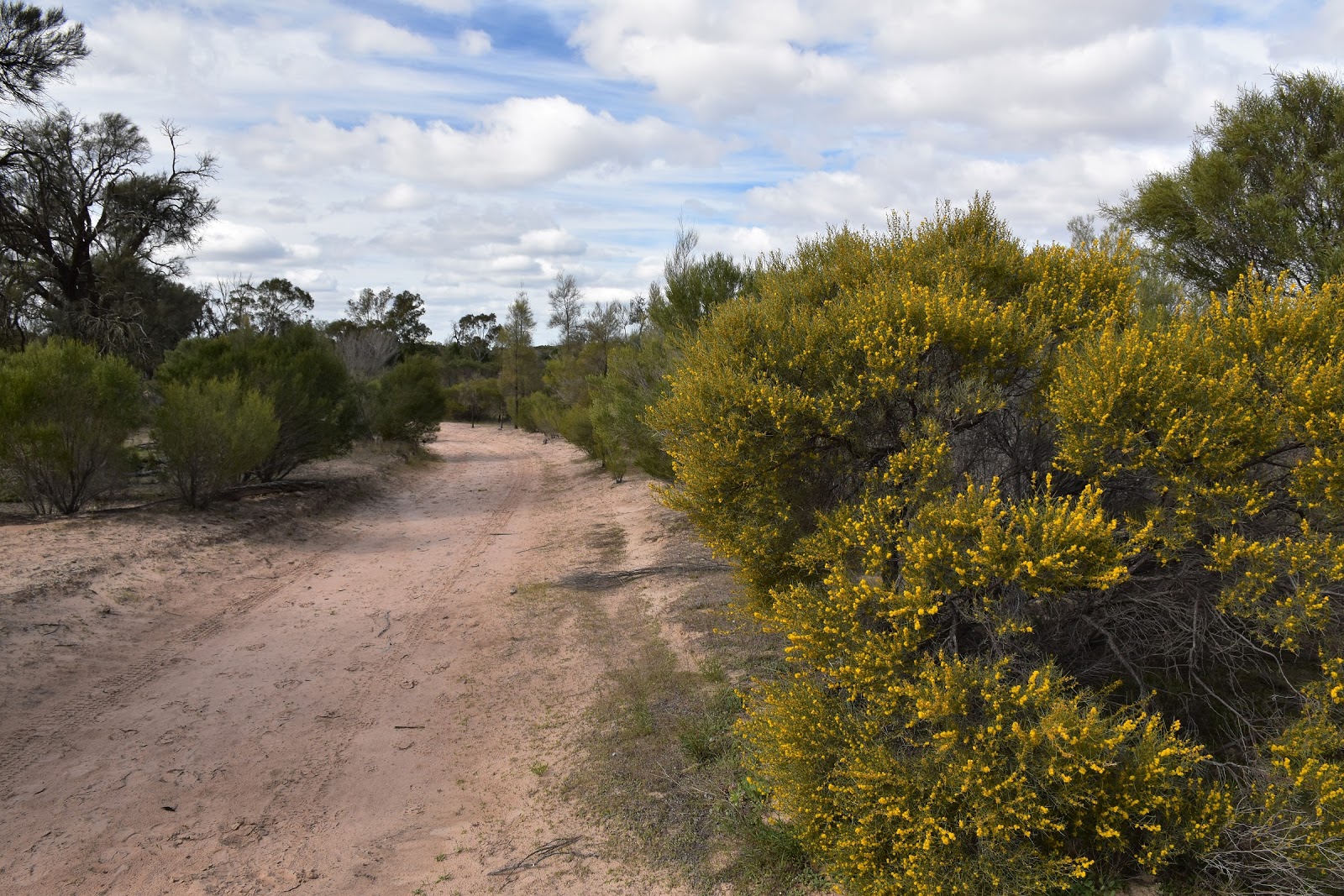 Goin' Feral One Day At A Time: Warepil Lookout Circuit, Hattah-Kulkyne ...