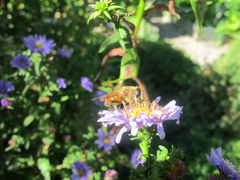 The Cranbrook Guardian: Foraging Bees Take Advantage of Warm Autumn Days