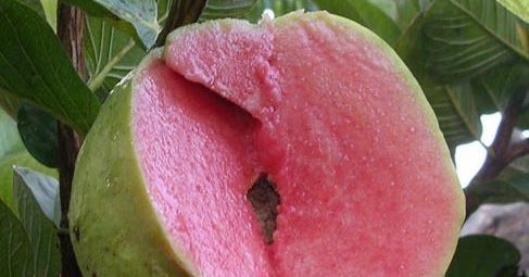 Cita Tani Nursery (NS015495-D): Benih Jambu Guava isi merah