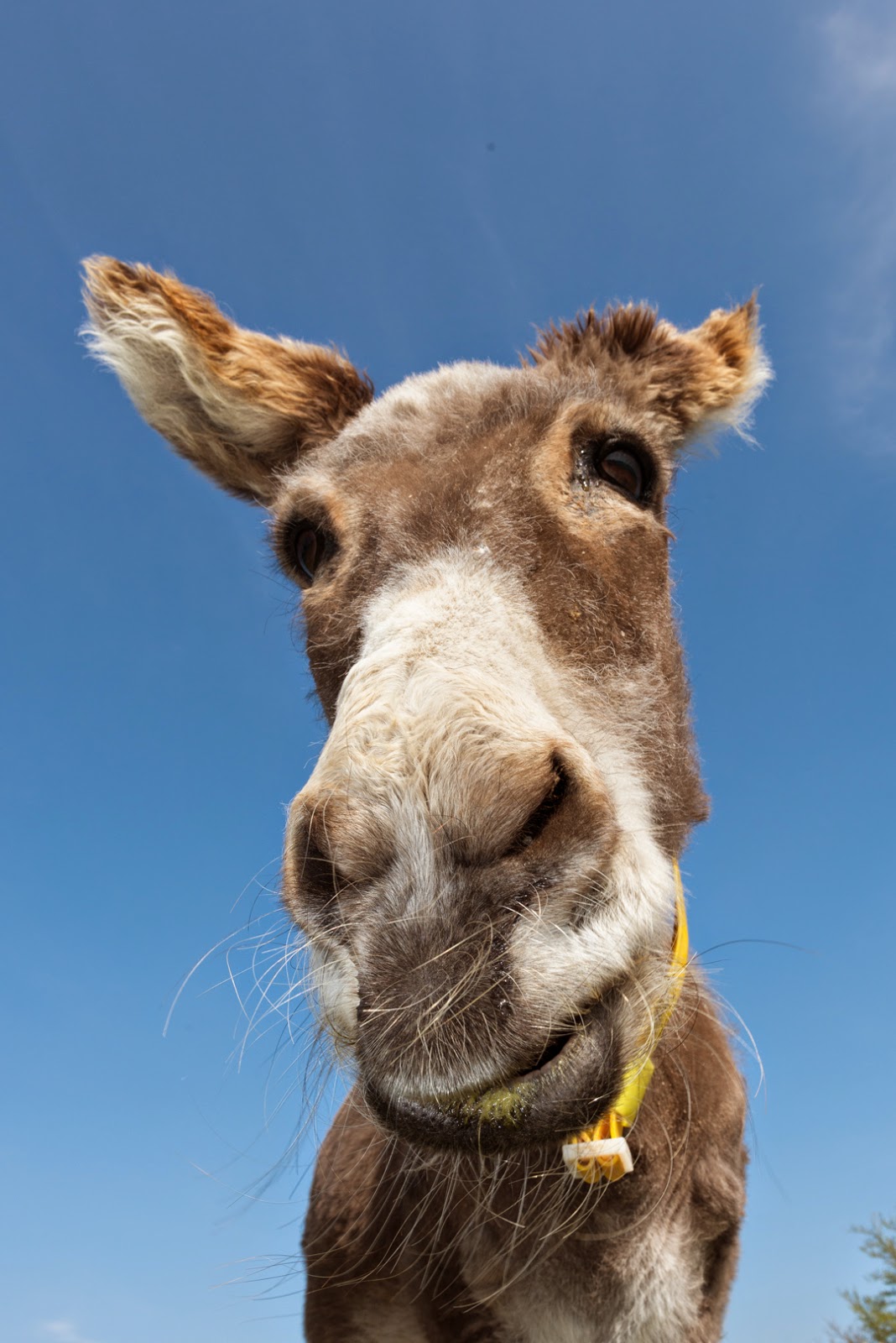 Actual Colour: Britain's Oldest Donkey - Tessa 50 years old!