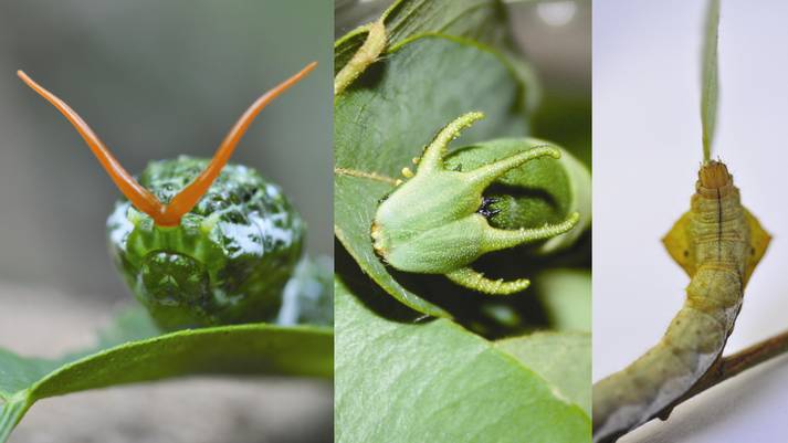 Ulat Menyerupai Predator ~ For Us