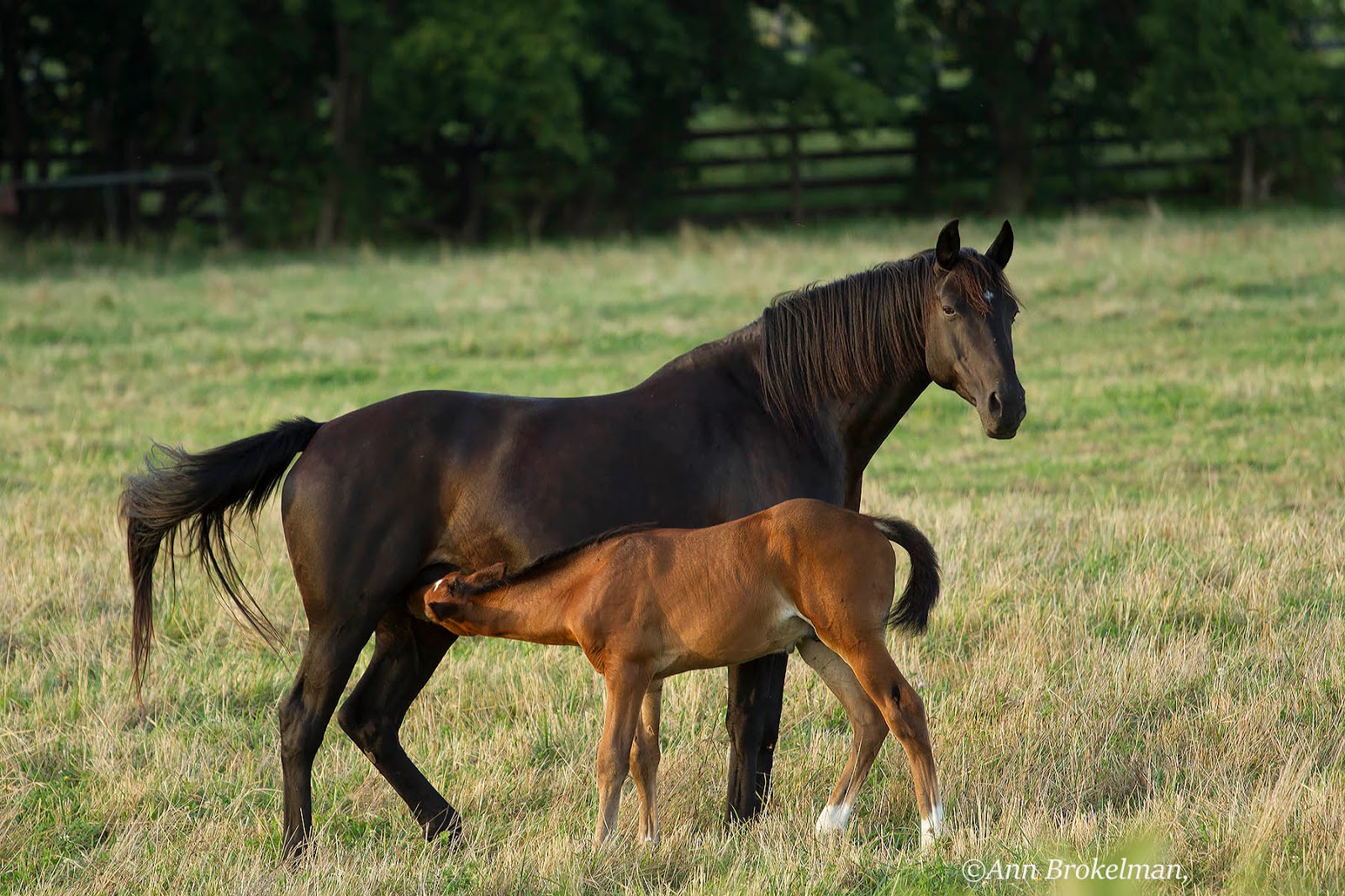Ann Brokelman Photography: Horse and Colt on a back road Sept 2016