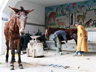 THE VIEW FROM FEZ: Morocco Exports Donkeys - Despite Ethical Issues