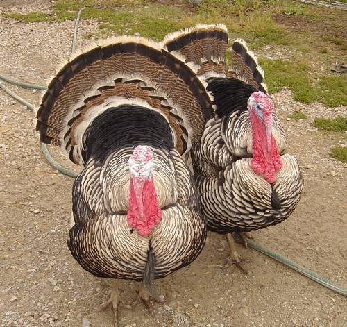 Breed Savers: Beltsville Small White Turkeys