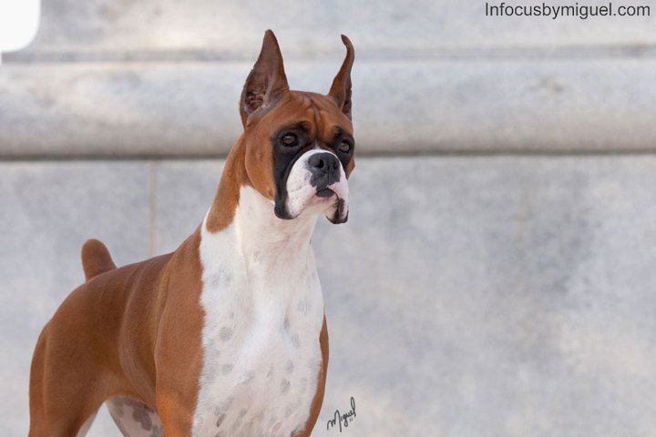 DOG SHOW POOP: 2011-09-25