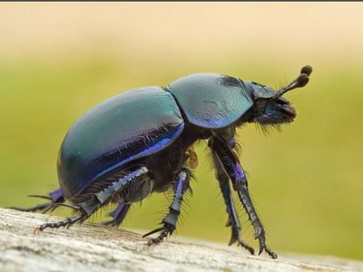 Comunidade dos Insetos: besouros