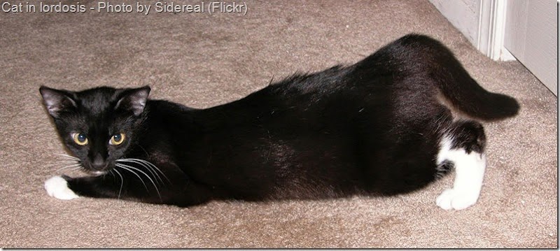 Archaeology of Portable Rock Art: A "Feline in Lordosis" sculpture from ...