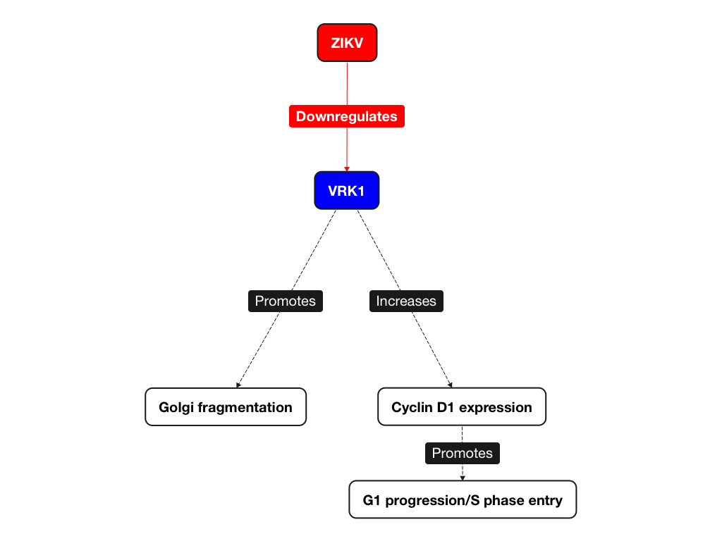Virology tidbits: ZIKV: ATM dependent signalling, VRK1, autophagy and ...