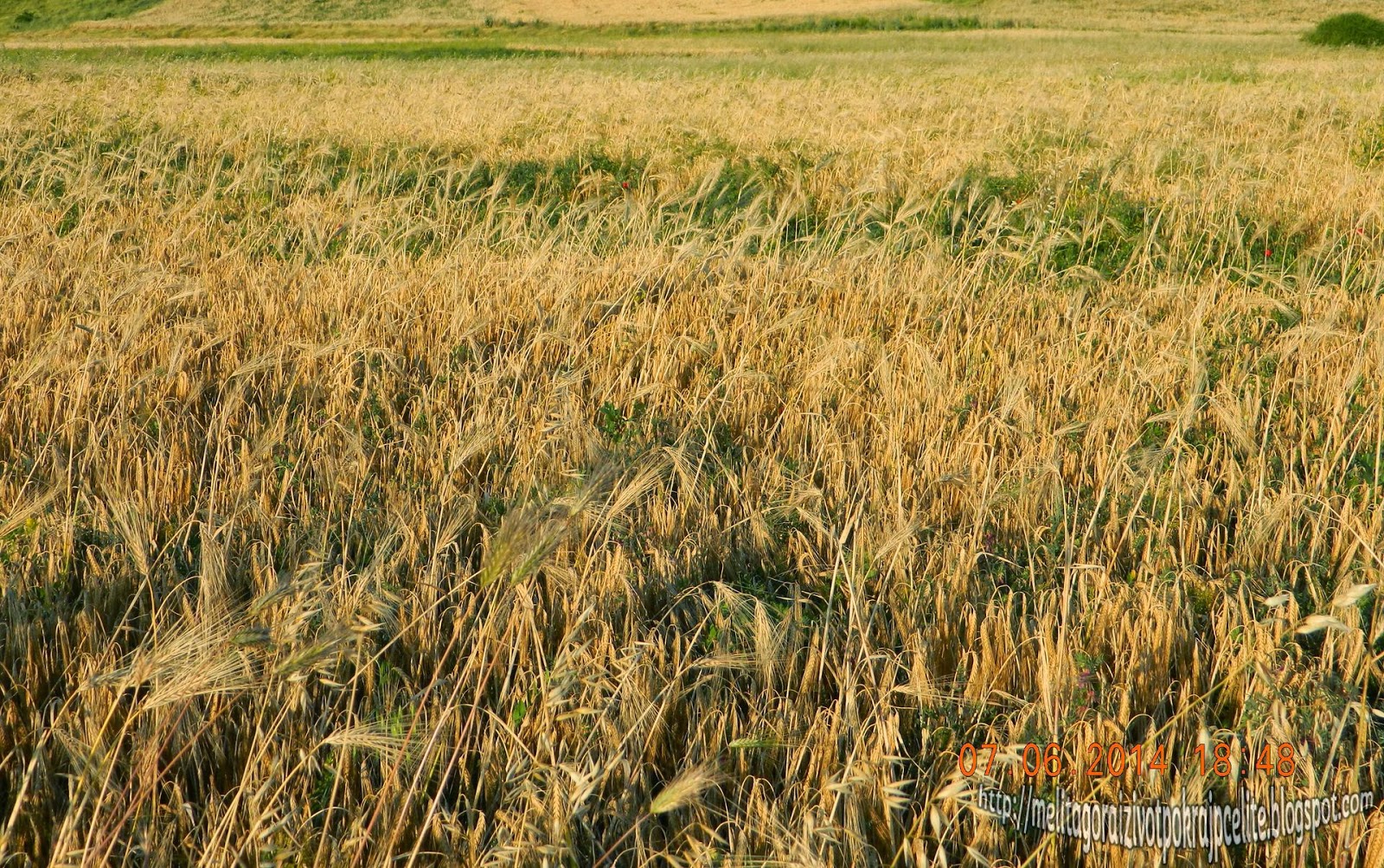 Денови на изобилна паша | Живот покрај пчелите