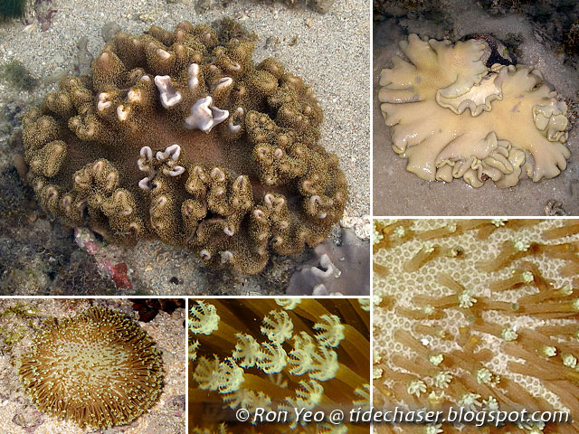 tHE tiDE cHAsER: Soft Corals (Phylum Cnidaria: Order Alcyonacea) of ...