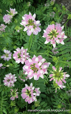 Marathon Pundit: (Photos) Invasive plant: Crown vetch