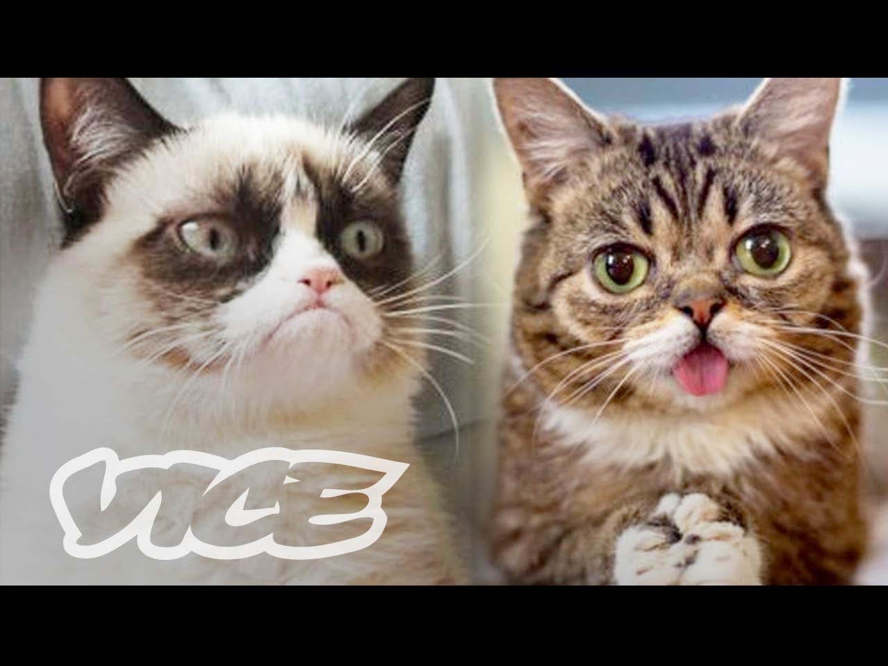 Lil Bub Puppies Wallpaper image | Free HD Wallpaper