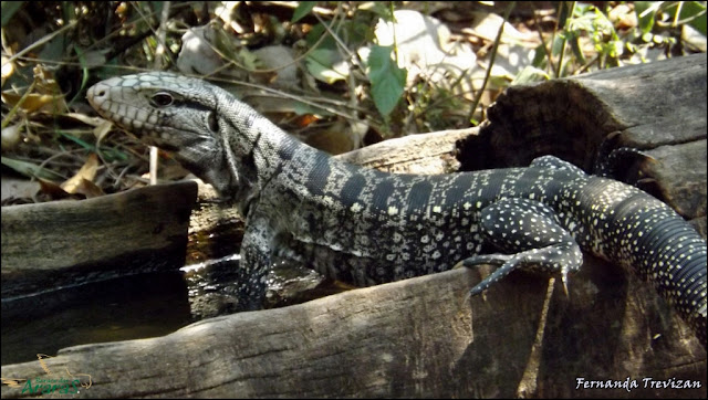 Curiosidades da RPPN: Lagarto teiú | BLOG - Buraco das Araras Ecoturismo