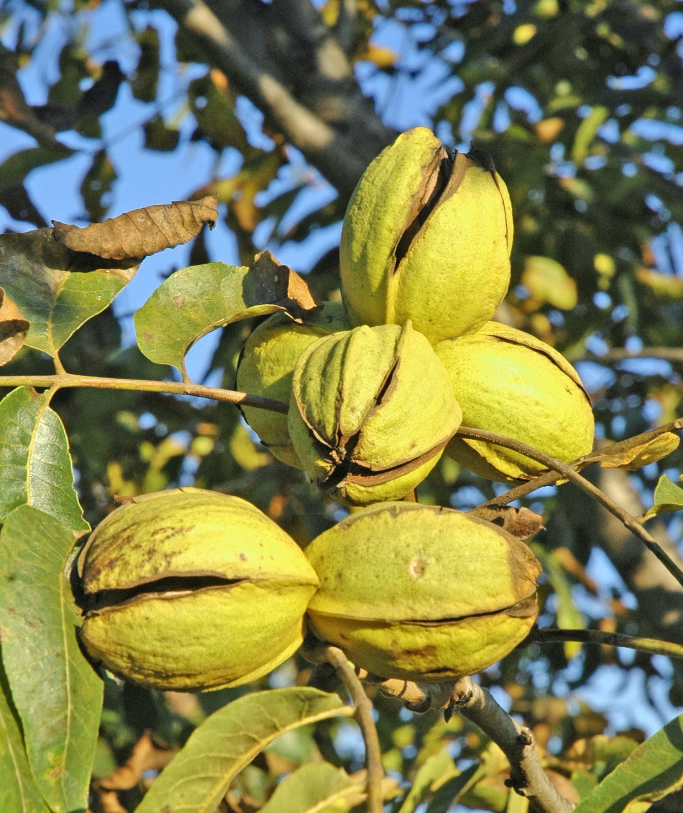 Northern Pecans: Evaluating pecan cultivars in SE Missouri.