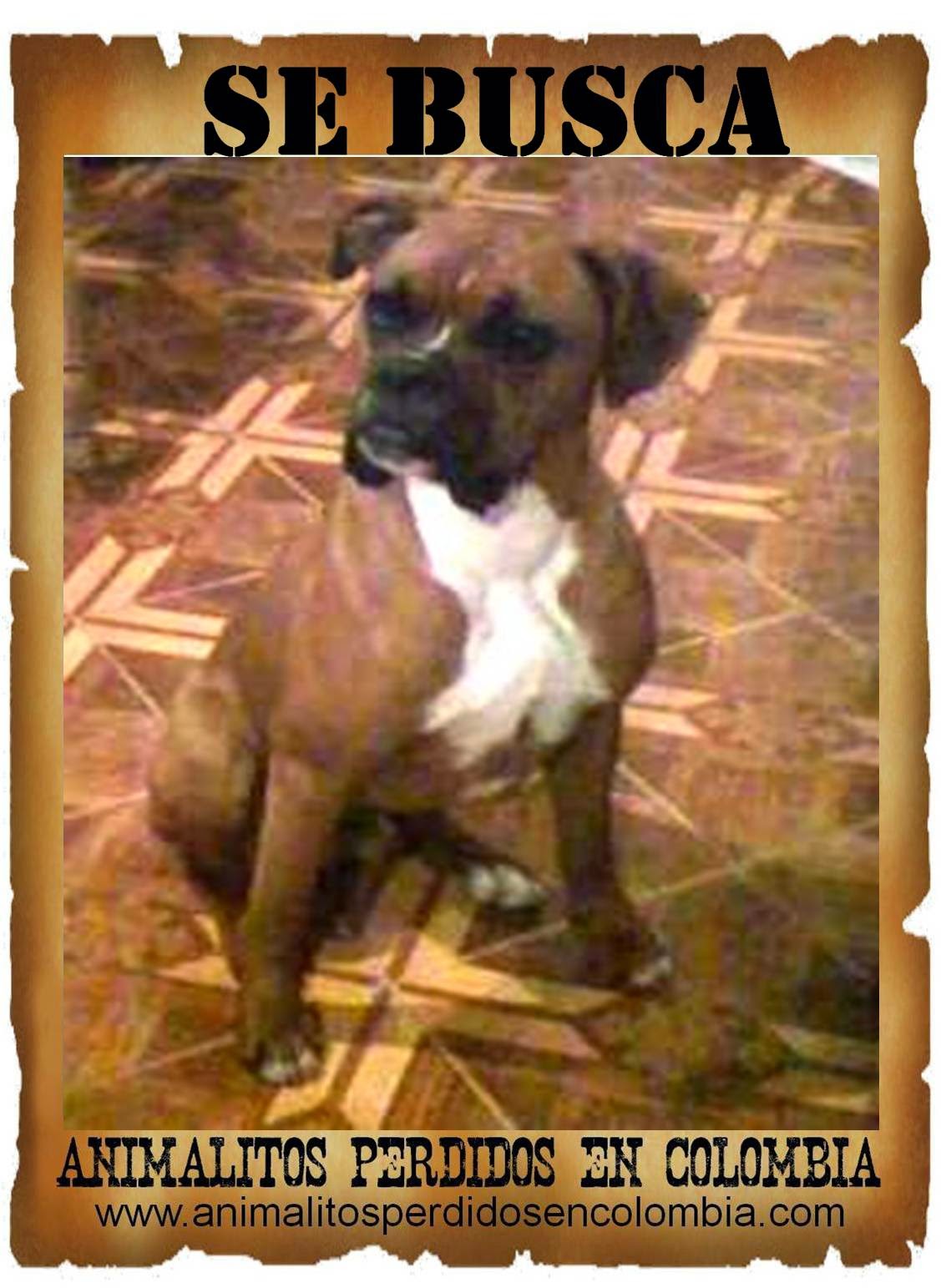 Animalitos Perdidos en Colombia: PERDIDO VIA LA CALERA- PERRO BOXER ...