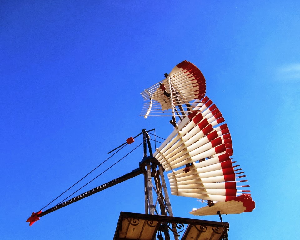Doves Today: Wind flowers