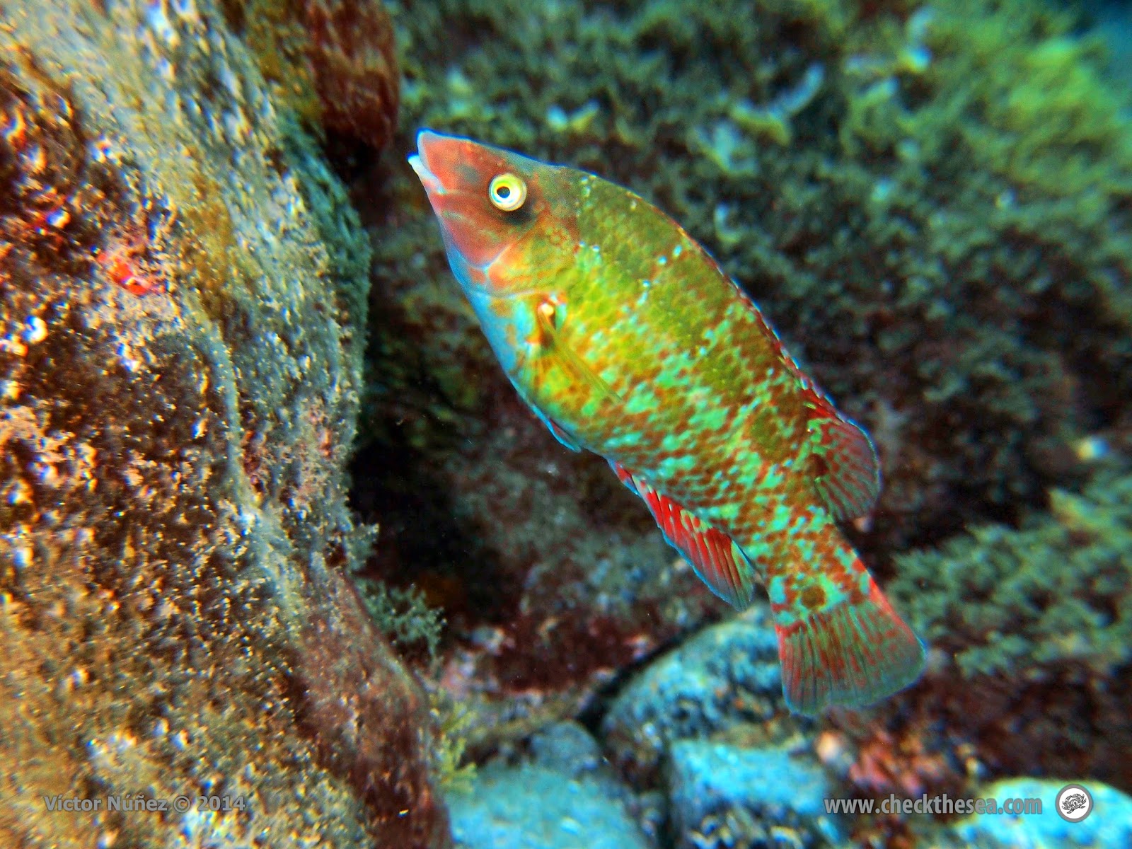 Check the Sea. Web de buceo y fotografía submarina de las Islas ...