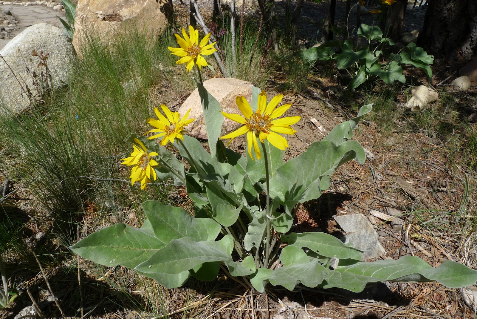 Wild Harvests: Balsamroot- the challenge continues