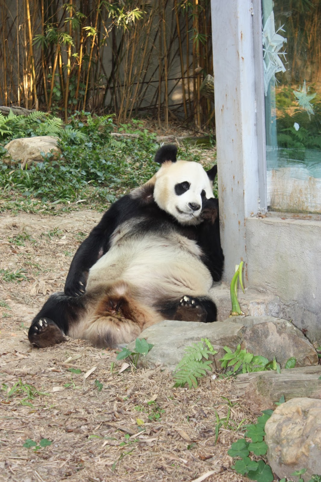 The Satcher Family: China Day 10 – Chimelong Safari Park