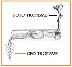 catatan kecil soffa: Struktur dan Fungsi jaringan/organ pada tumbuhan