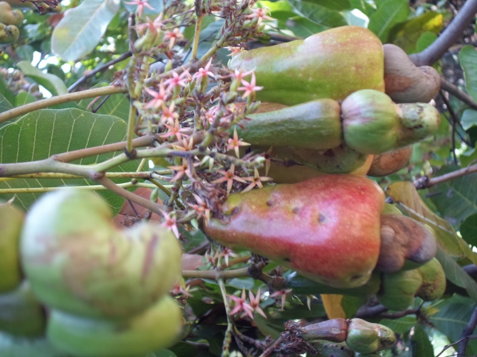 Pohon jambu mete | jambu mede cangkokan | Tukang Taman