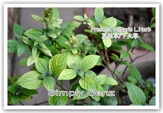 Simply Senz: 04/01/2011 - 05/01/2011