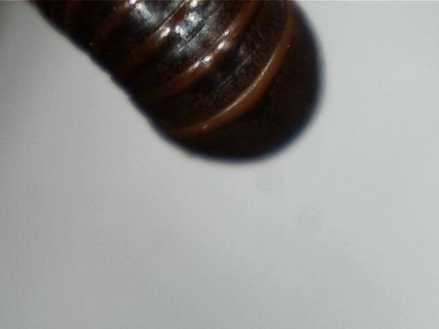 O MUNDO DOS INSETOS: gongolo