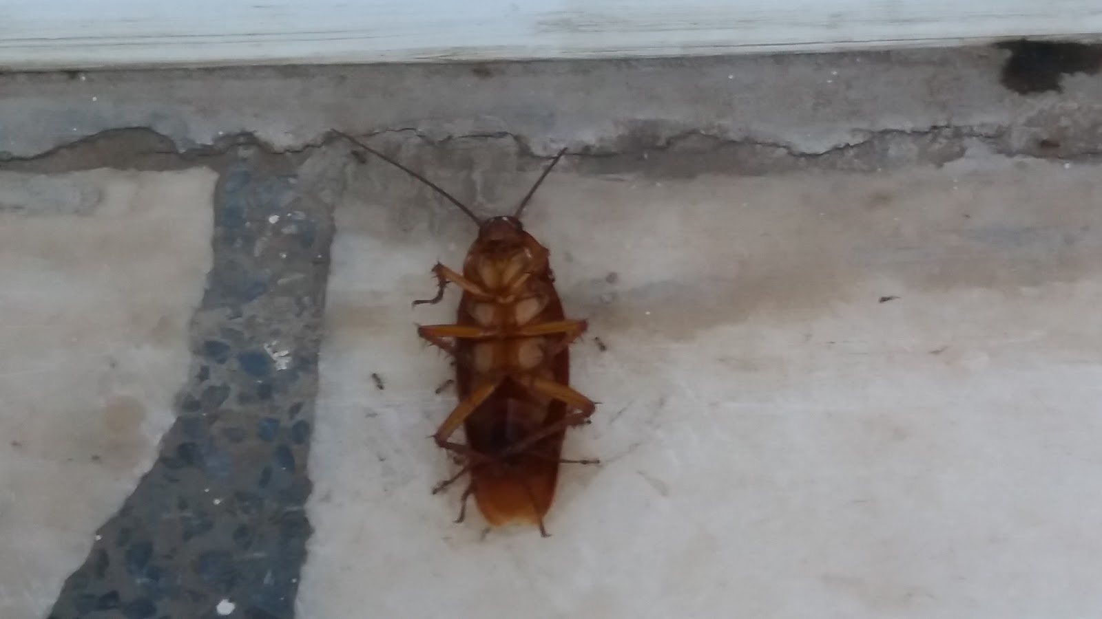 Diplomaattirouva: Rikkalapio ja torakka, tunteiden tulkit