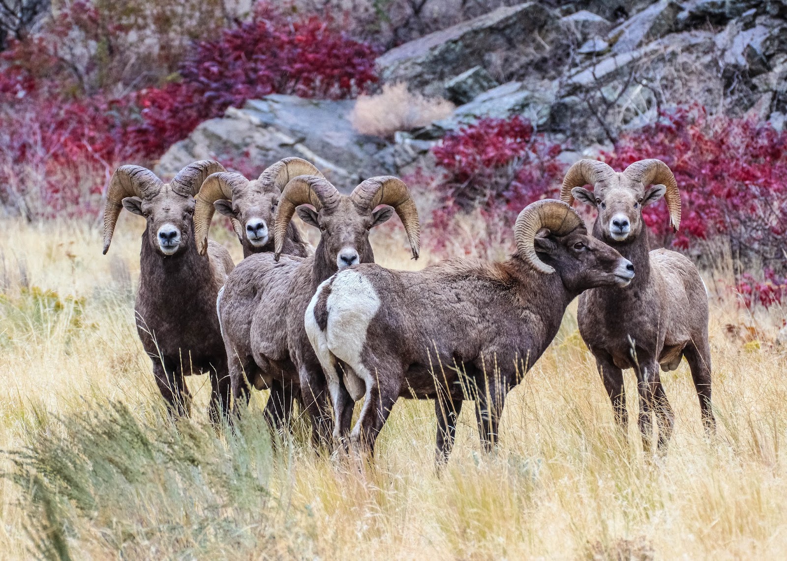 Cannundrums: Rocky Mountain Bighorn Sheep - Washington