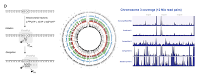 Whole genome amplification improved - Enseqlopedia