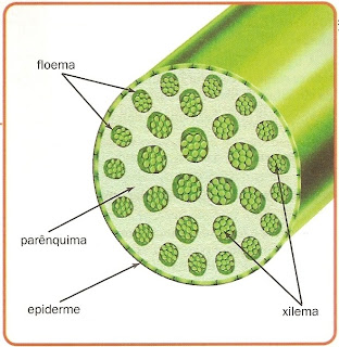 Tecidos - Histologia Vegetal: FLOEMA