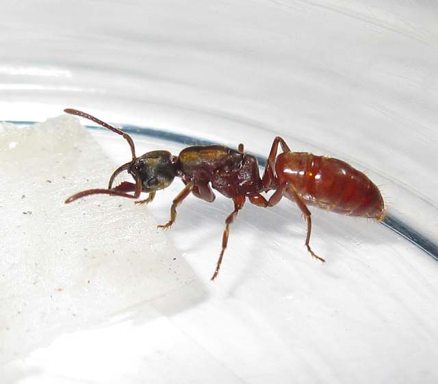 Photos and Info on Ants and Termites of Malaysia: Buniapone amblyops