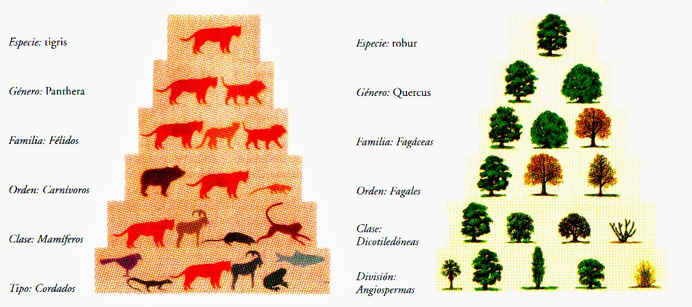 Escuela de Educación Secundaria N° 177: Las Especies
