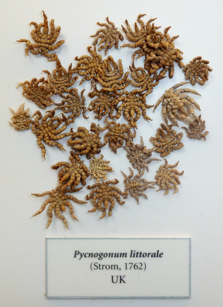 Dave Hubble's ecology spot: Antarctic sea spiders: polar or abyssal ...