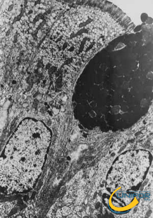 Atlas Histológico UNIFOR-MG: Célula caliciforme