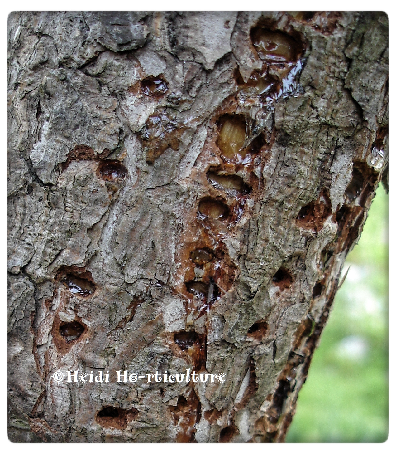 Heidi Horticulture: Sapsucker Damage - Pinus nigra