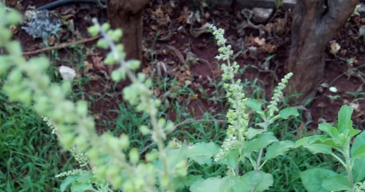 Garden Care Simplified: How to grow Tulsi Holy Basil Plants Simple ...