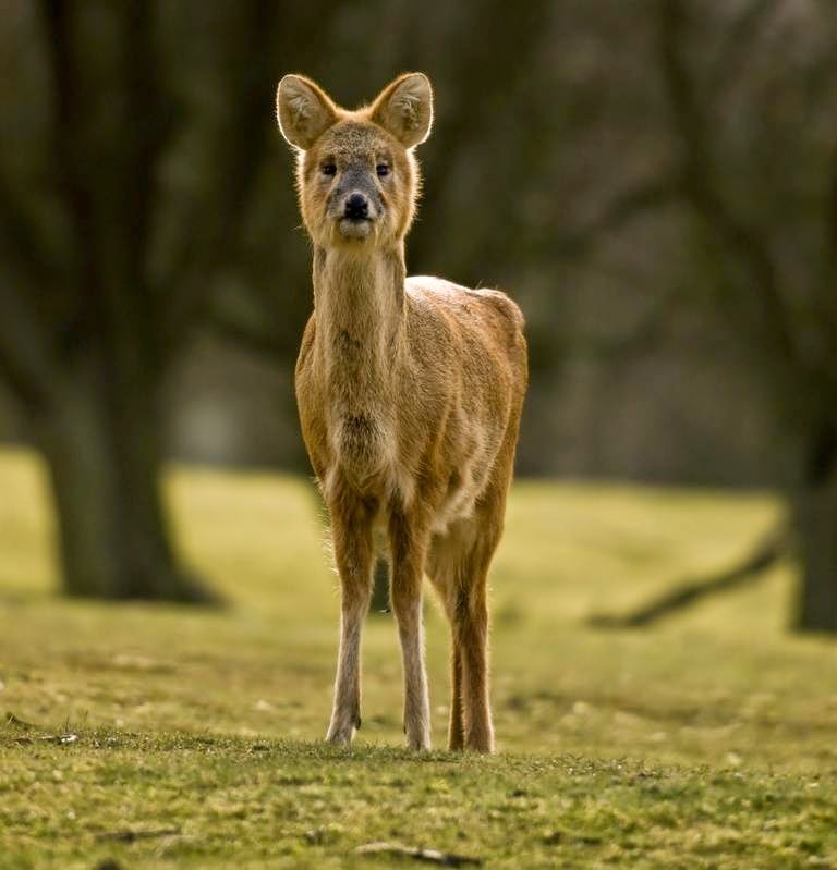 The Water Deer: Vampire among the Ruminants? | The Ark In Space