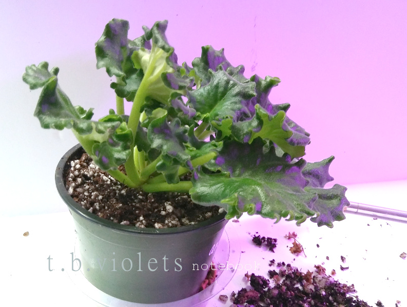 How To Restart An African Violet