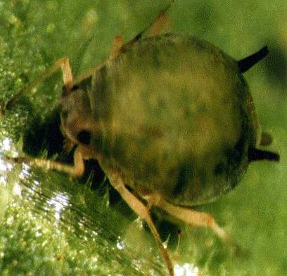 SAUNG SUMBERJAMBE: KUTU DAUN (APHID SP)