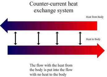 Cal Poly BIO 502: The Biology of JAWS: We're gonna need a bigger boat!