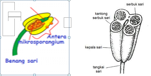 Biologi Hasballah Bireuen: Januari 2017