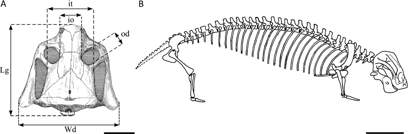 The Dragon's Tales: Cistecephalus: One Fascinating Little Dicynodont