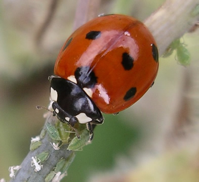 El ojo del buitre: Insectos - Mariquita ó Cochinilla (Coccinela septem ...